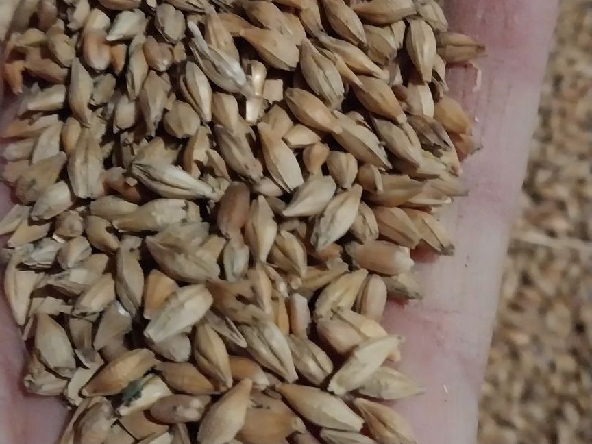 Ячмень и Зерносмесь