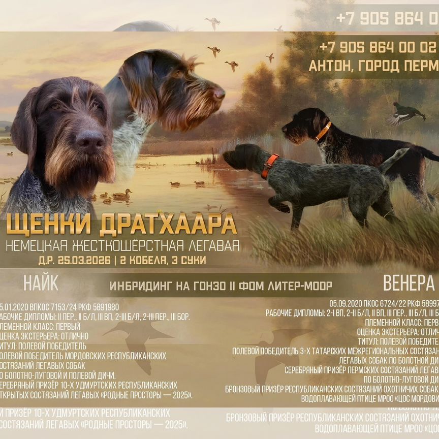 Дратхаар, щенок