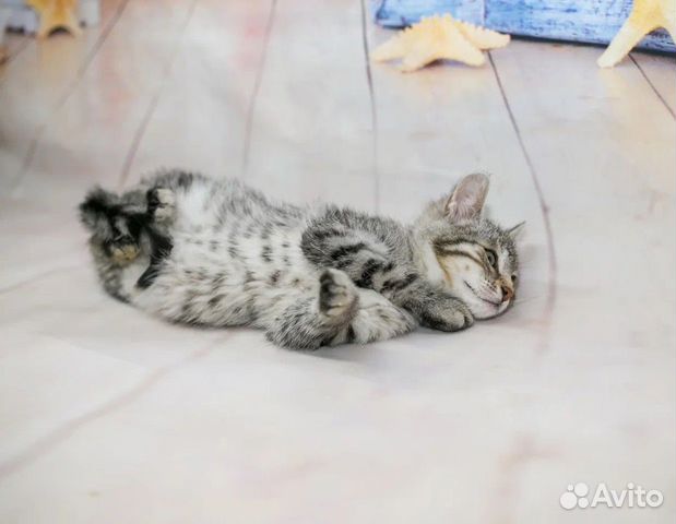 Котенок Стёпа ищет любящую семью