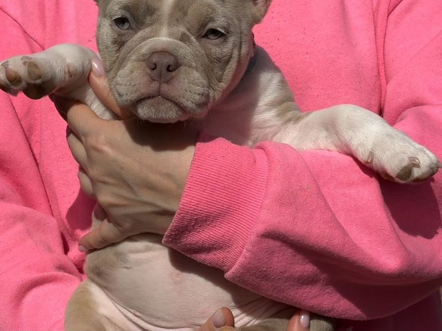 Американский булли