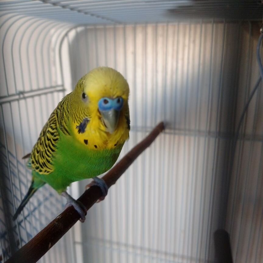 Волнистый попугай