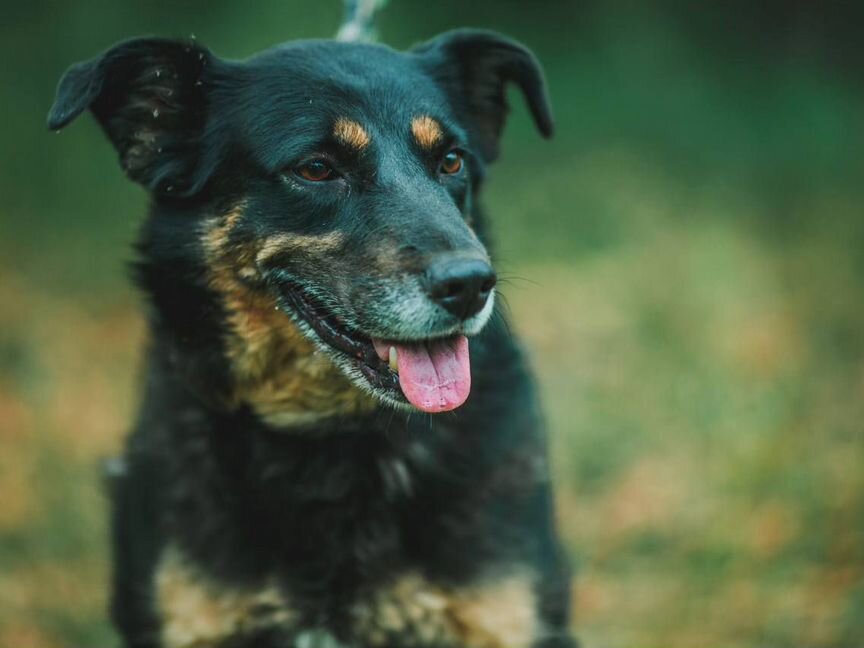 Собака в добрые руки бесплатно ищет дом из приюта