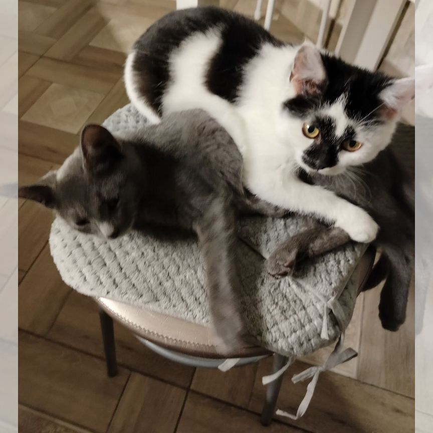 Русский голубой котёнок