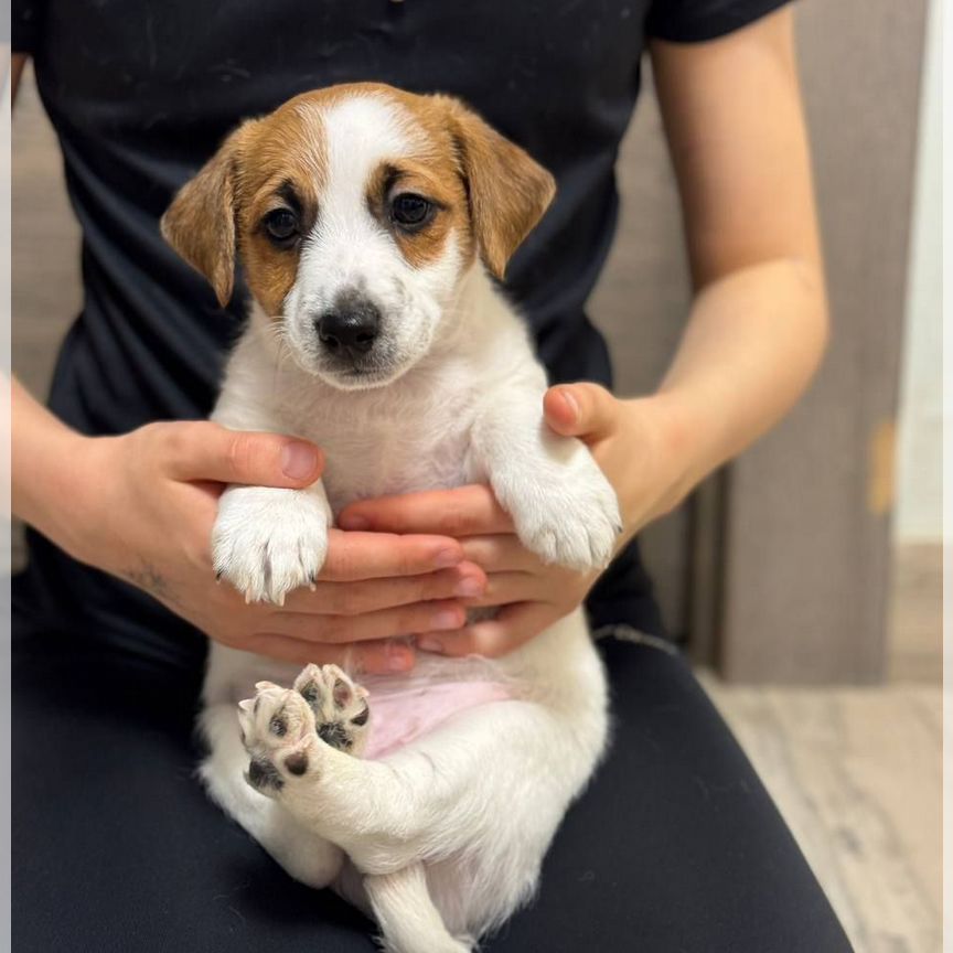 Джек-рассел-терьер, щенок