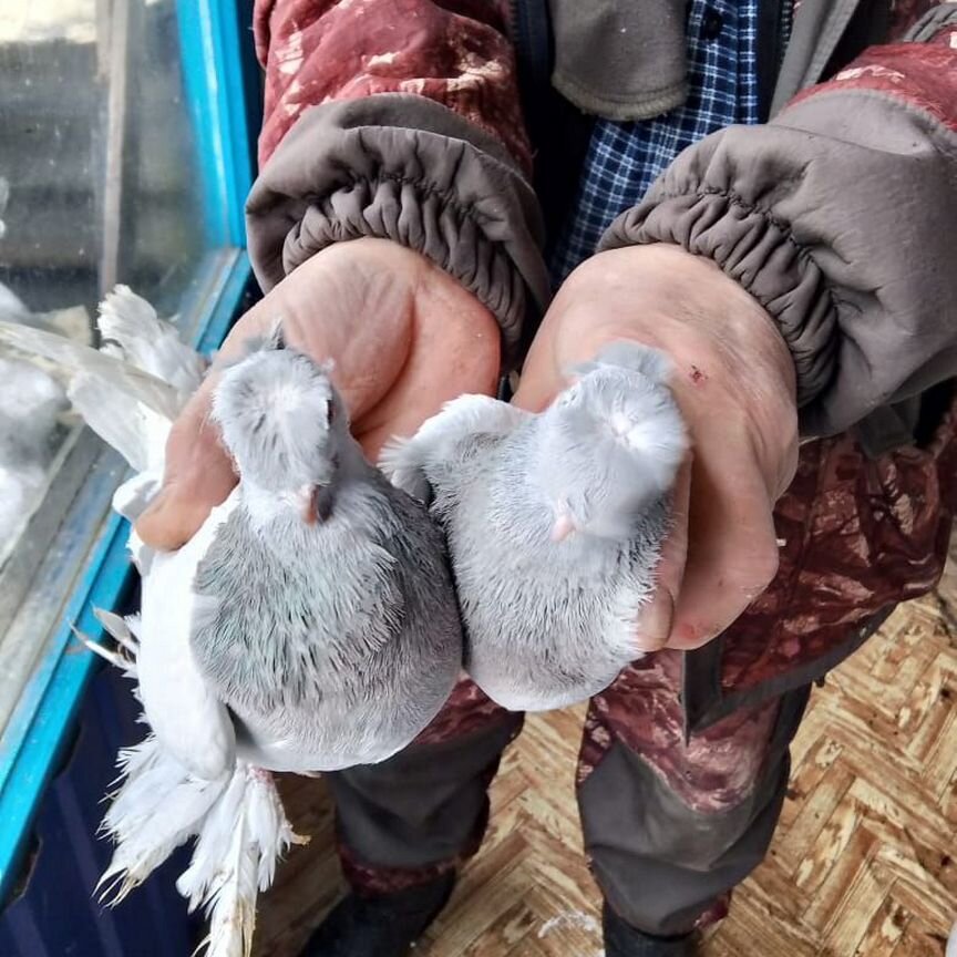 Продажа голубей