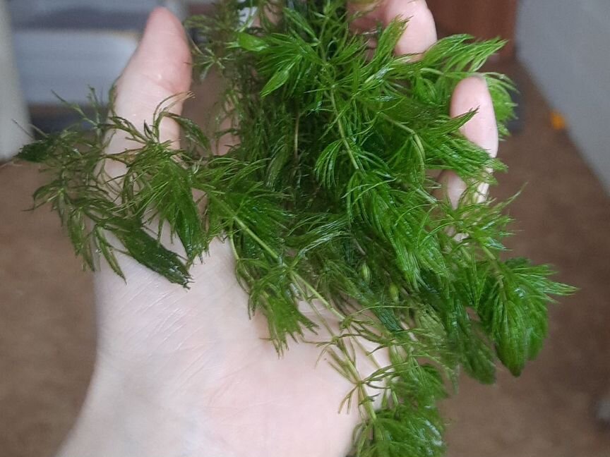 Аквариумные растения