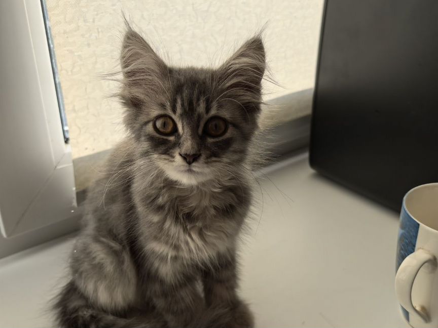 Кошечка смесь с мейкуном