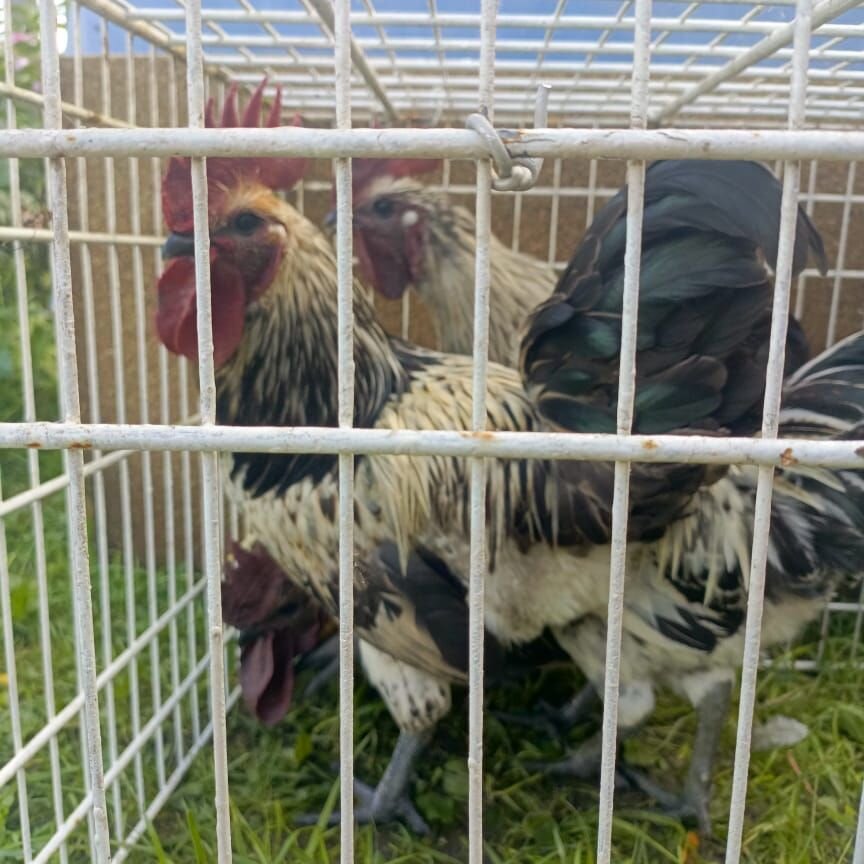 Петух Андалузская