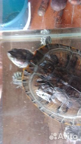 Красноухая черепаха с аквариумом