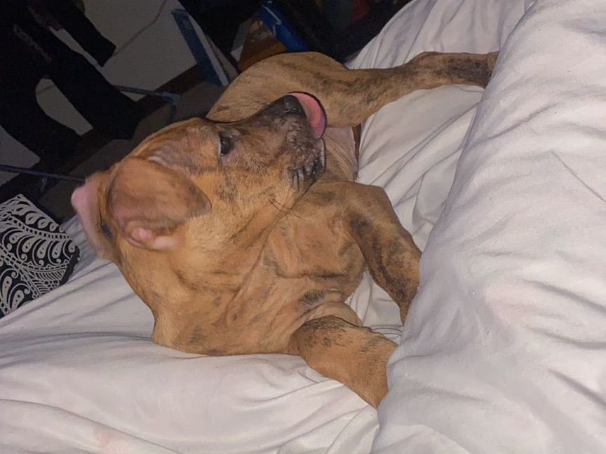 Питбуль щенок