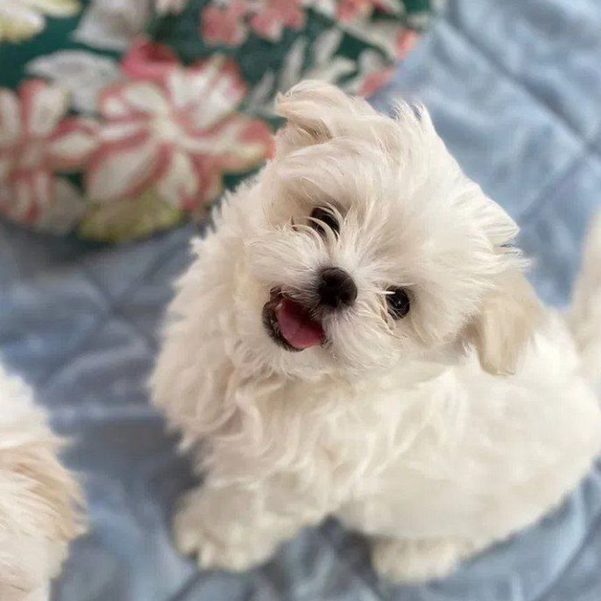 Щенки мальтезе