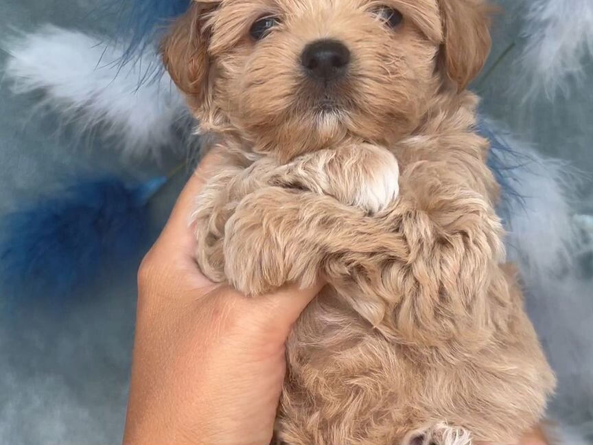 Кукольный мальчик мальтипу ф1 Royal Louis