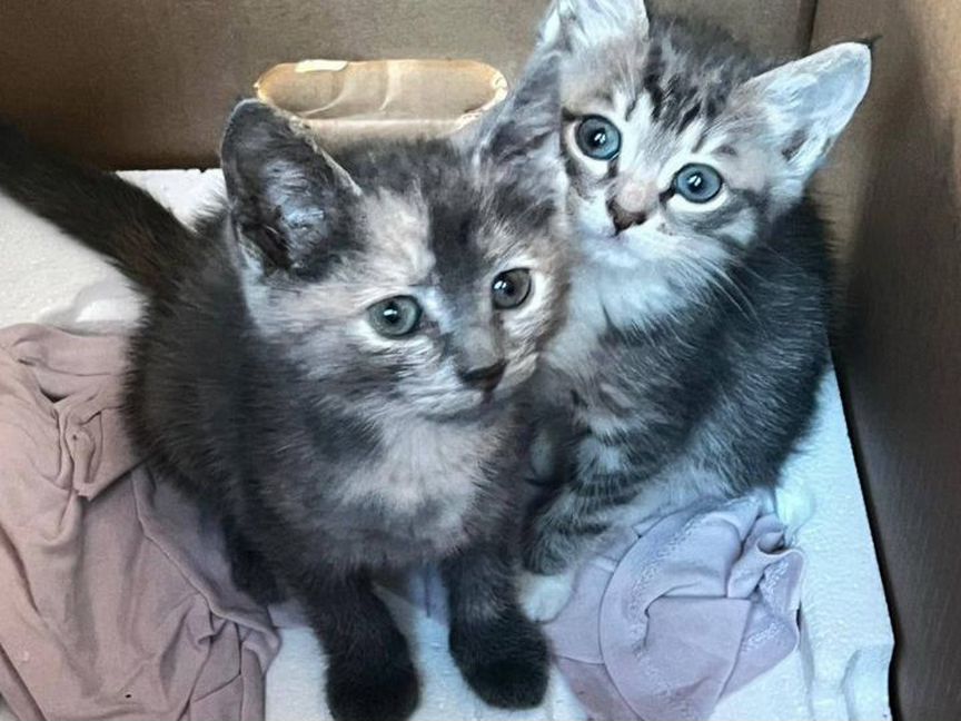 Котята в добрые руки