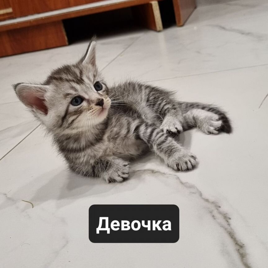 Отдаём котят полукровок