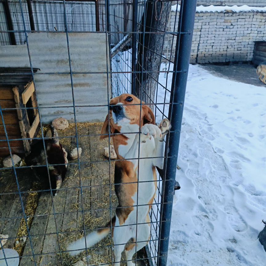 Эстонская гончая