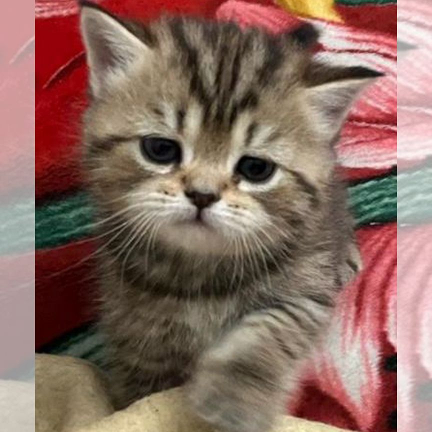 Британские котята