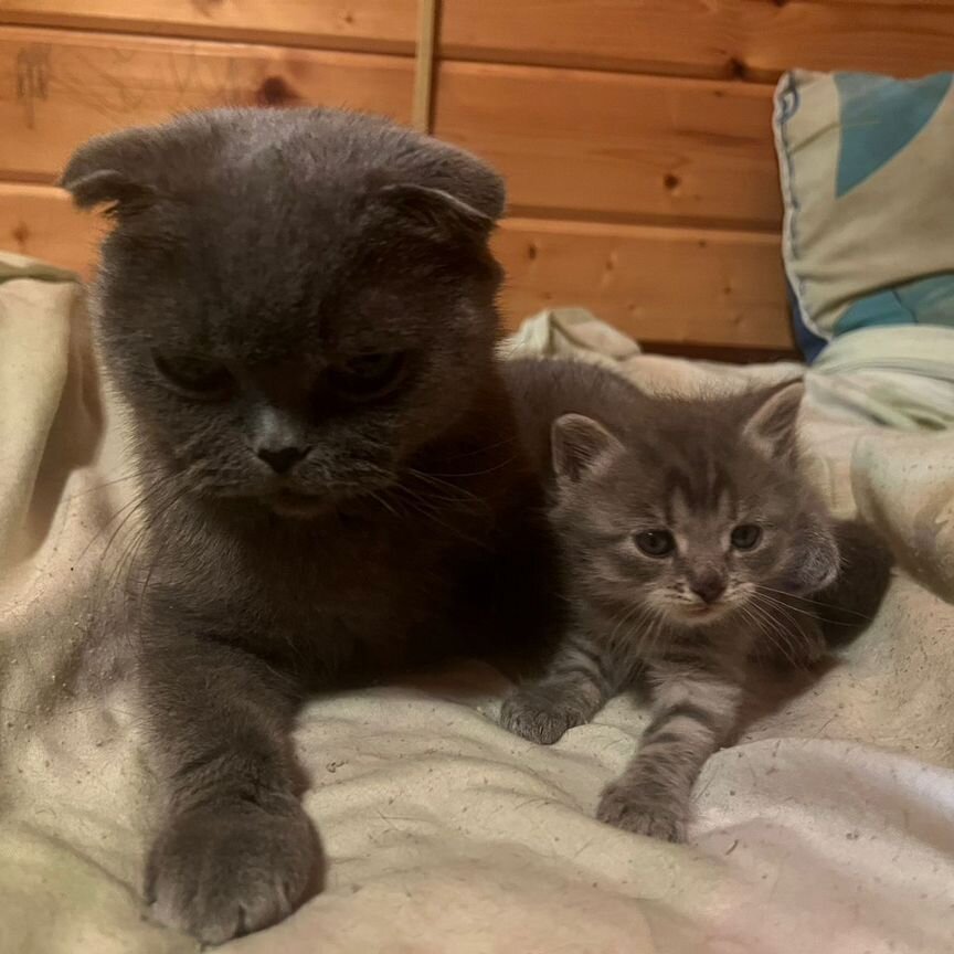 Котенок в добрые руки