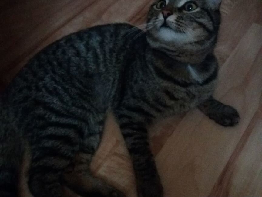 Молодой кот