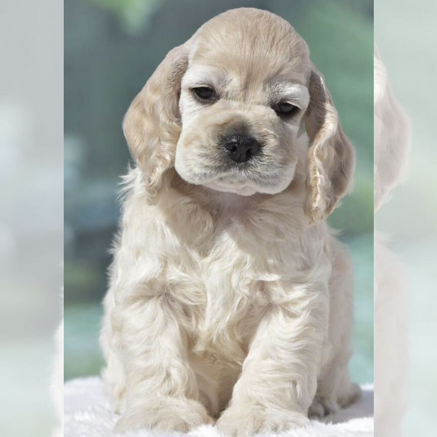 Американский кокер-спаниель, щенок