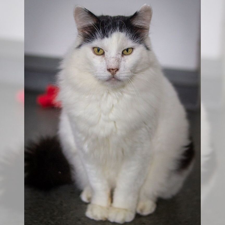 Котик в шапочке ищет дом