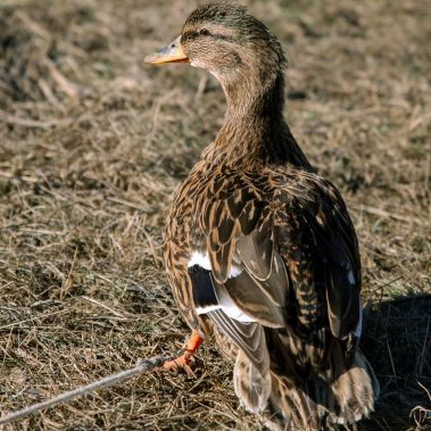 Утки подсодные