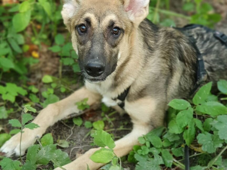 Овчарка метис