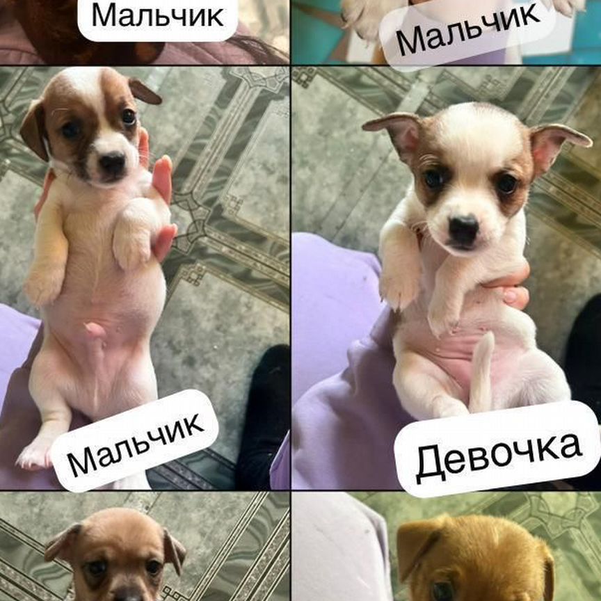 Русский той-терьер, щенок