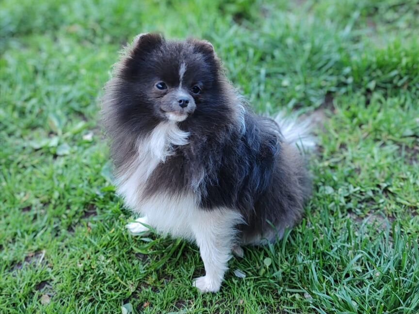 Голубой принц и другие