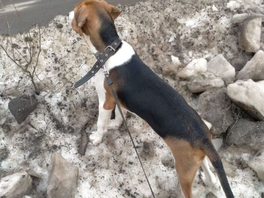 Собака
