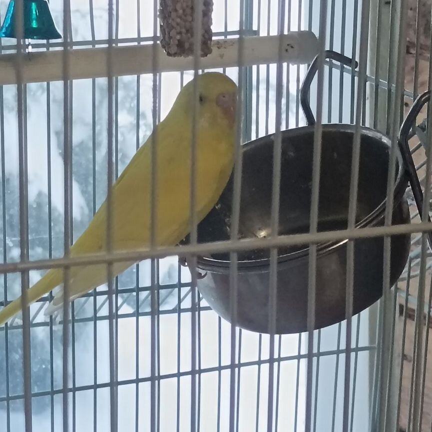 Птенец волнистого попугайчика