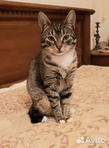 В дар котик Том, 10 мес