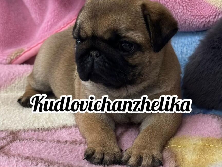 Щенки мопса
