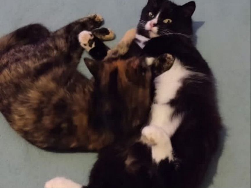 Котята в хорошие руки