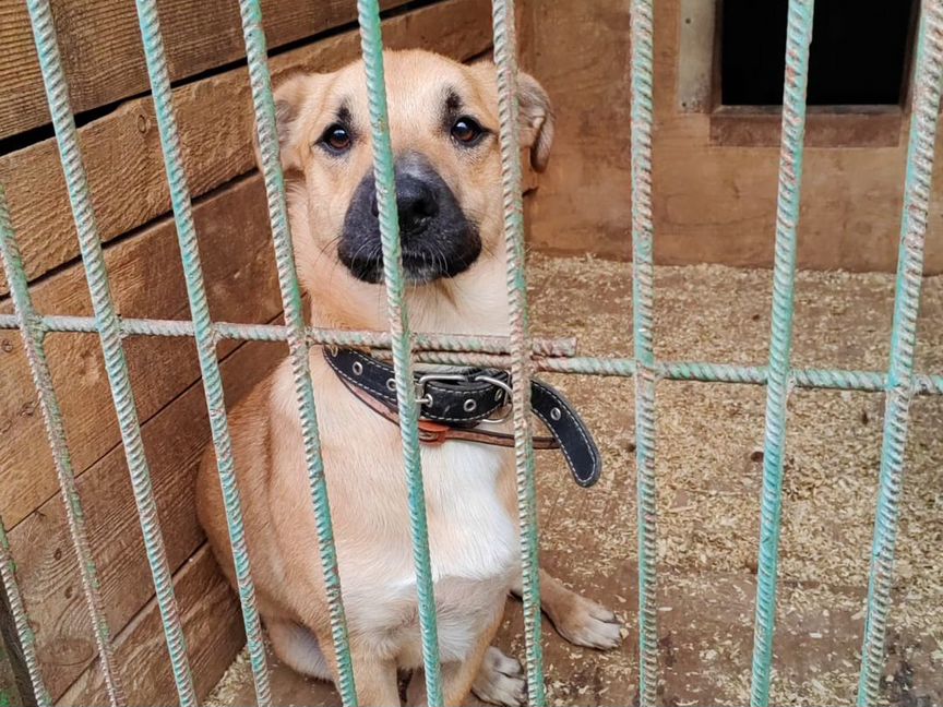 Малыш Батлер из приюта Некрасовка. В добрые руки