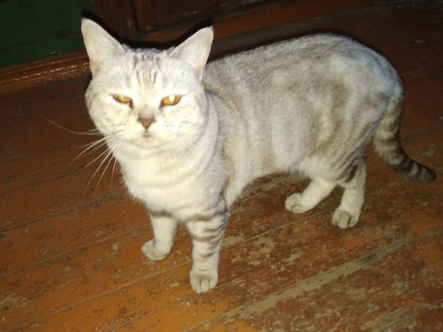 Шотландский кот бесплатно
