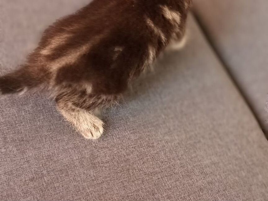 Котята британчики