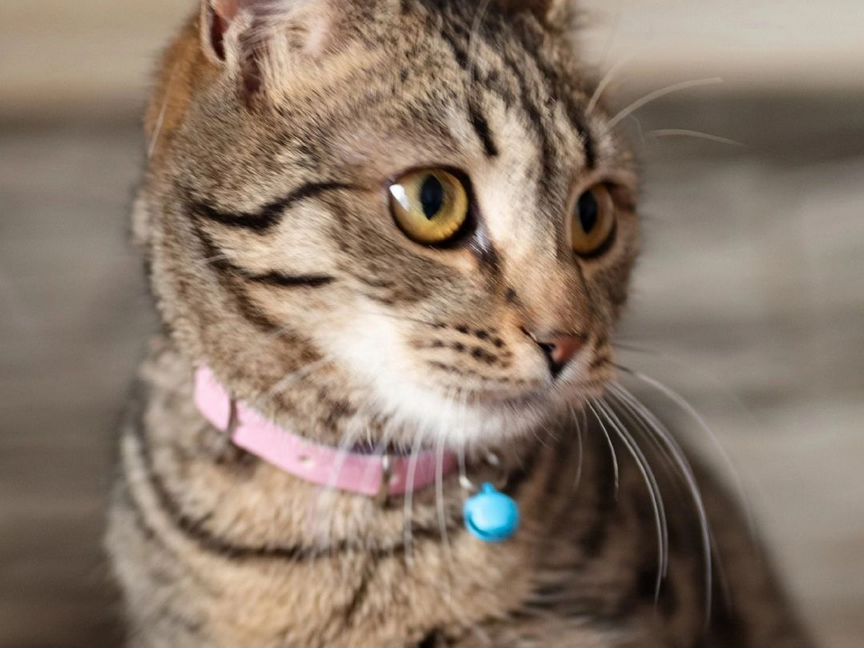 Котик