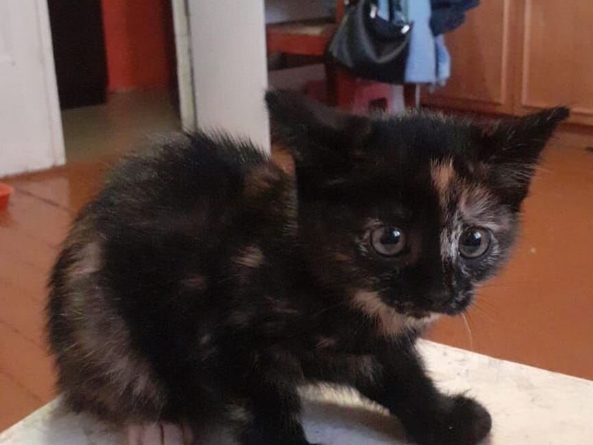 Котеночек девочка, милашечка