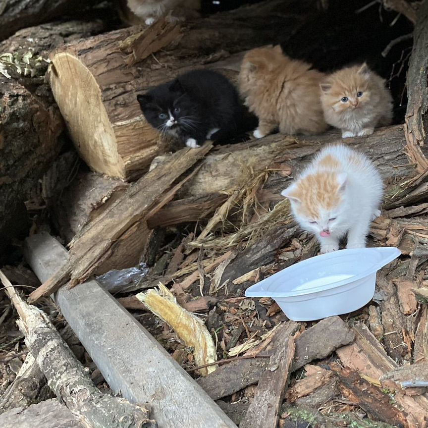 Котята в добрые руки