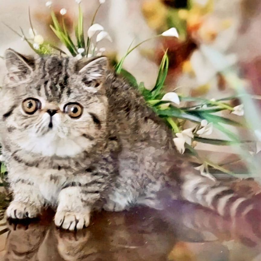 Экзотические котята