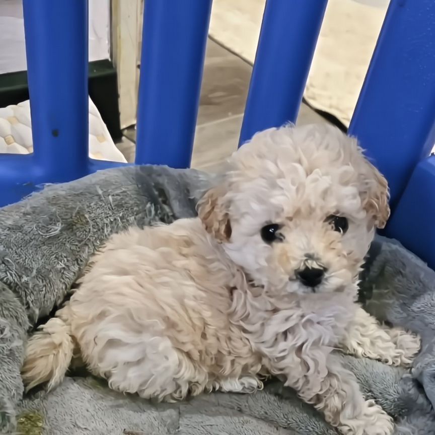 Мальтипу, щенок