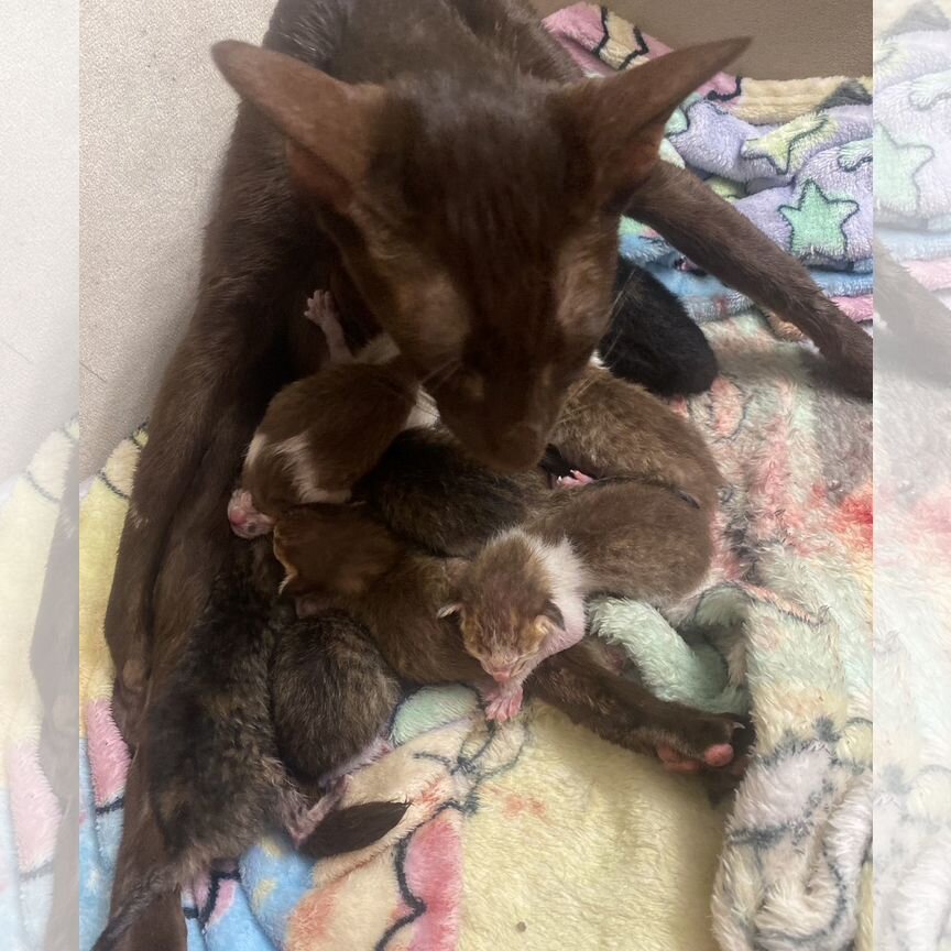 Ориентальный котёнок
