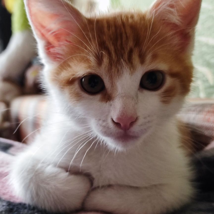 Котик в добрые руки