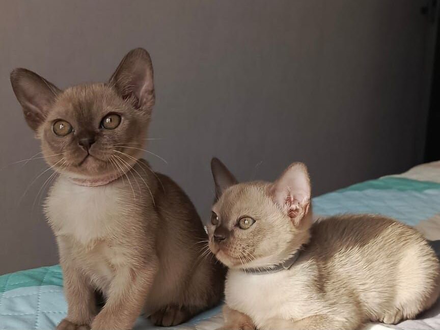 Бурманские котята шоколад