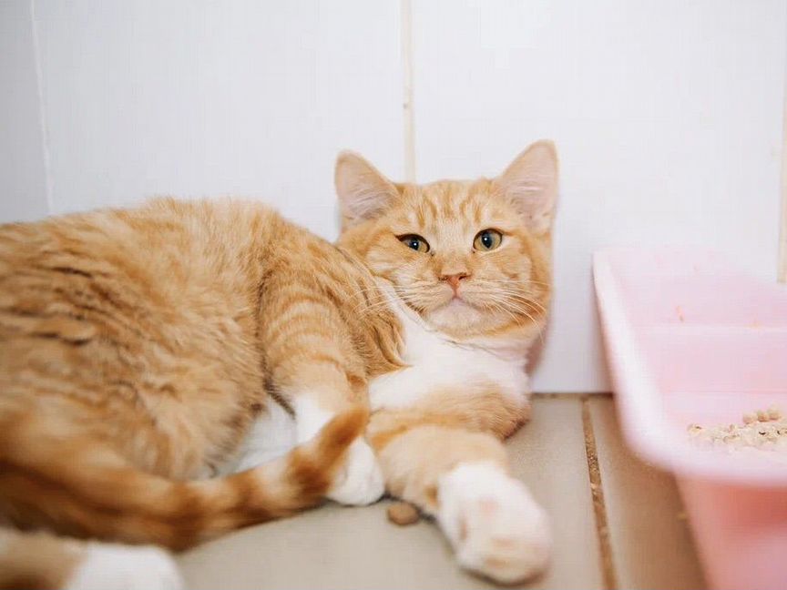 Котик из приюта ищет дом в добрые руки