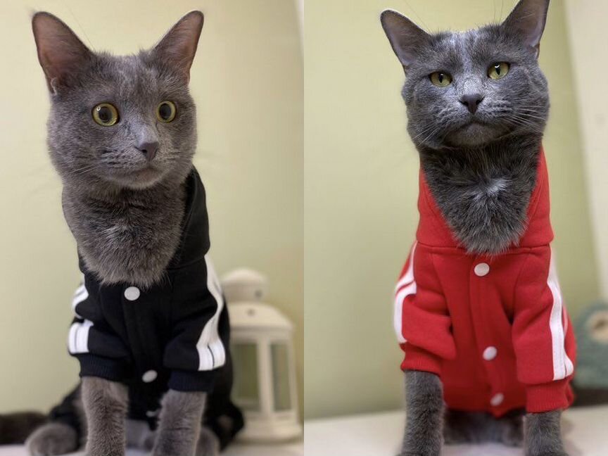 Товары для животных. Одежда. Щетки