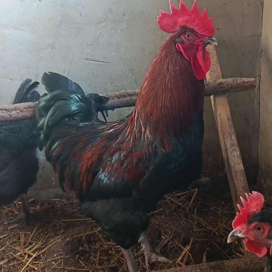 Петух Маран черно медный