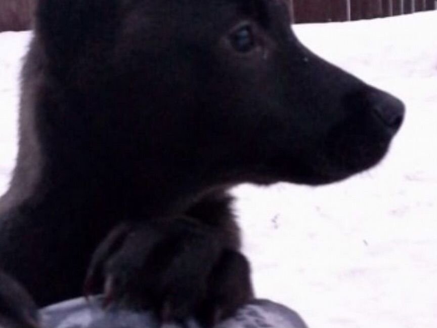 Щенки на улице