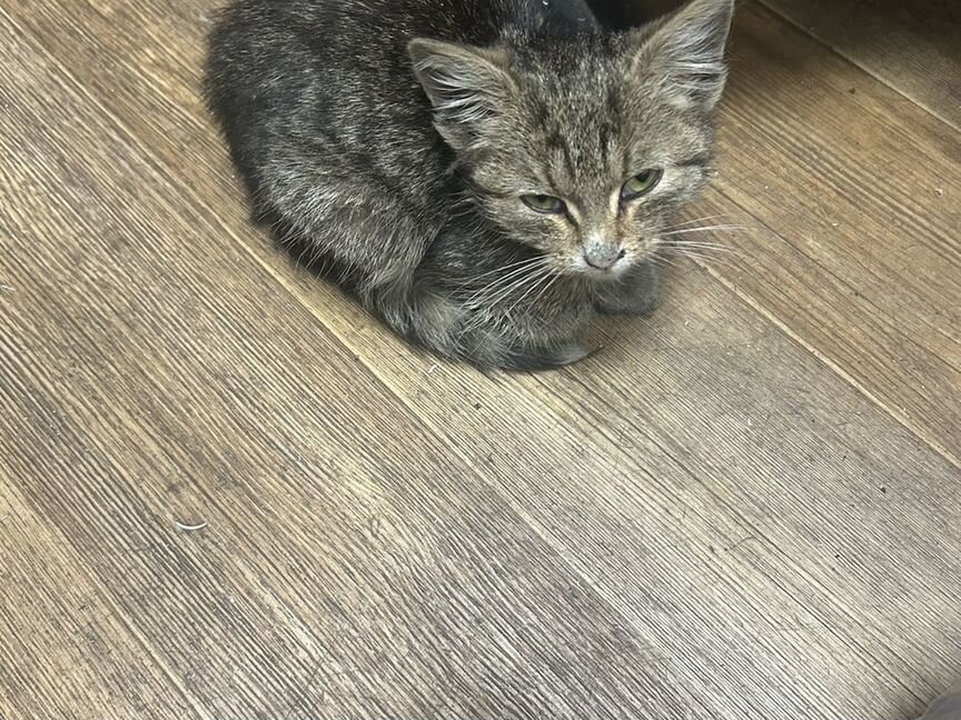 Котенок