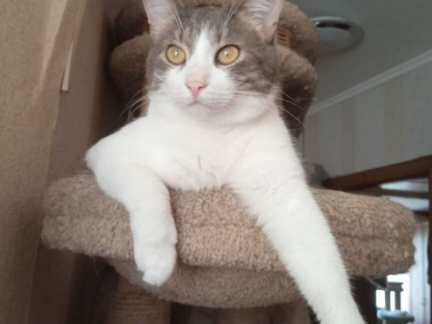 Кот Космос 1год привит кастрирован ласковый